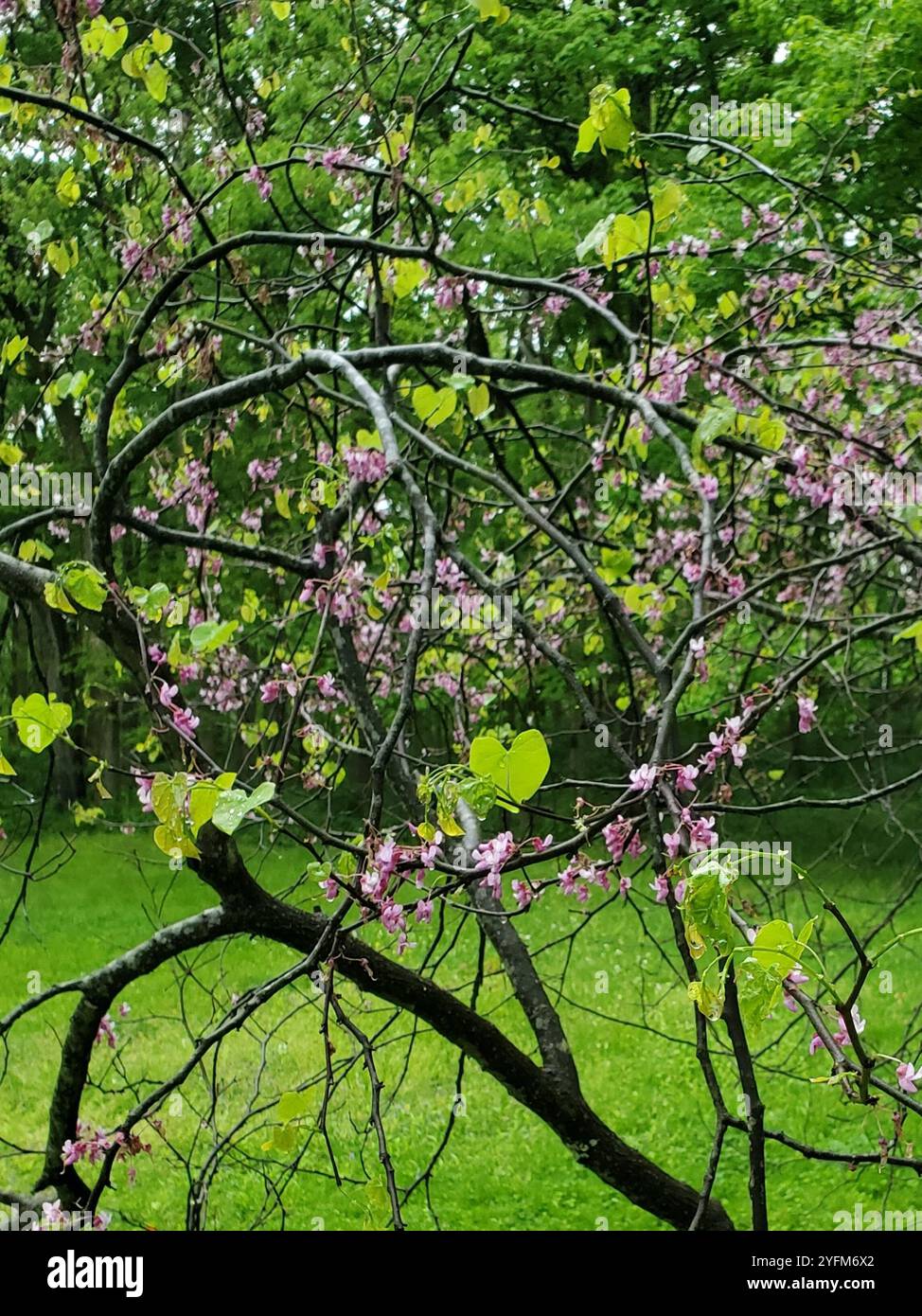 eastern redbud (Cercis canadensis Stock Photo - Alamy