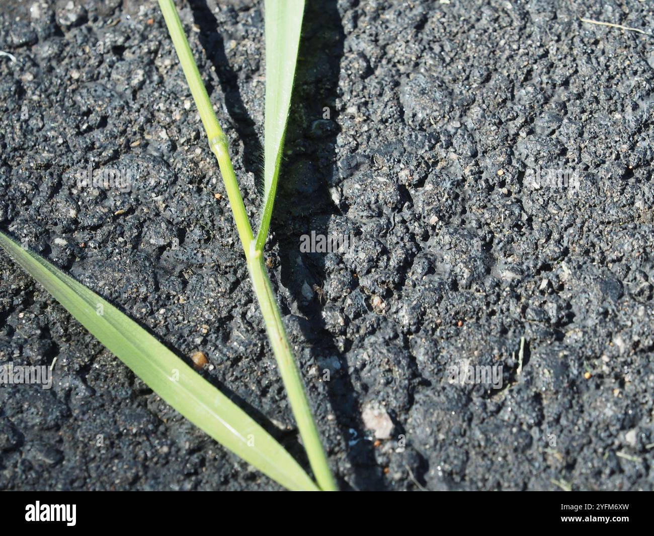 Common soft brome hi-res stock photography and images - Alamy