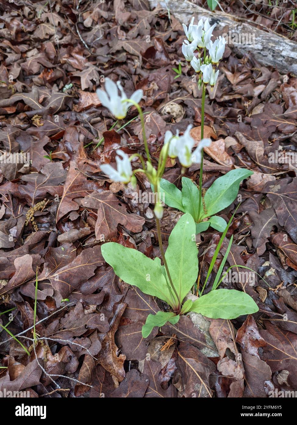 eastern shooting star (Primula meadia Stock Photo - Alamy
