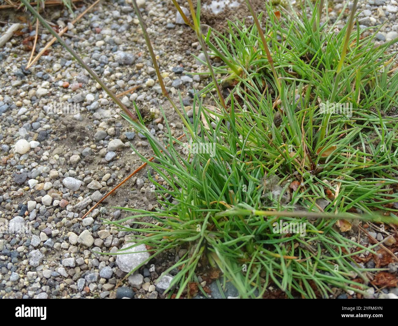 Bulbous Bluegrass (Poa bulbosa Stock Photo - Alamy