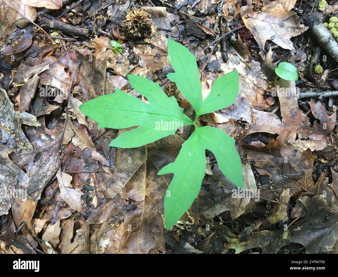 Nabalus trifoliolatus hi-res stock photography and images - Alamy