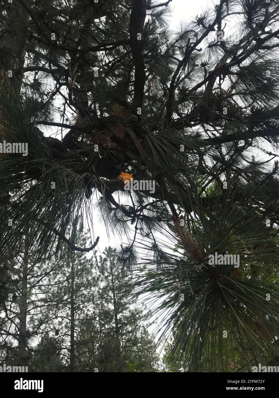 Western Gall Rust (Cronartium harknessii Stock Photo - Alamy