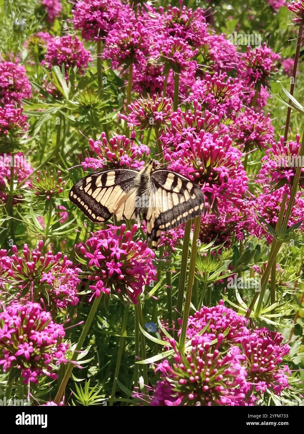 Old World Swallowtail (Papilio machaon Stock Photo - Alamy