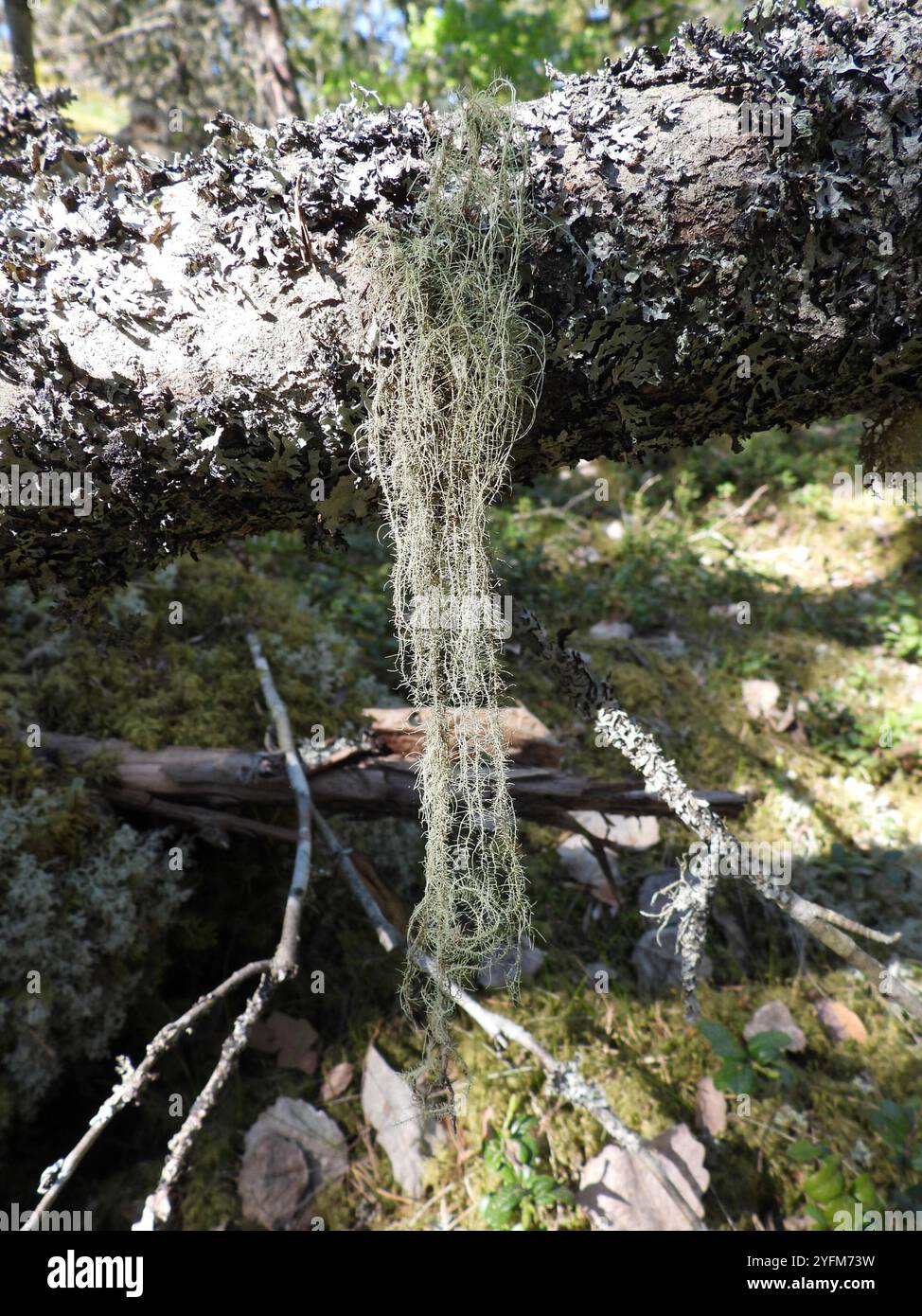 Fishbone beard hi-res stock photography and images - Alamy