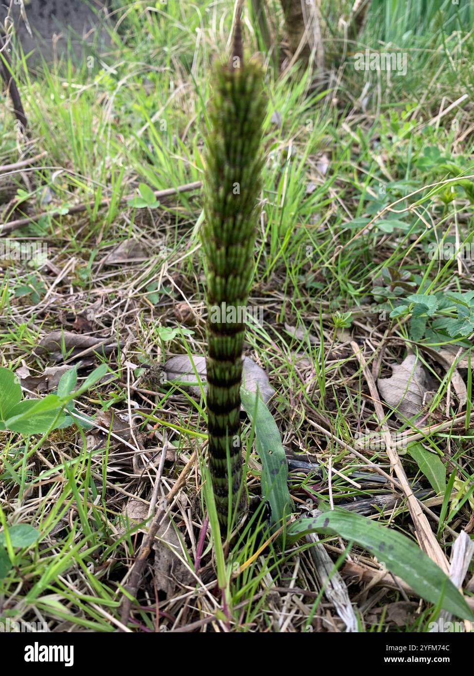 great horsetail (Equisetum telmateia Stock Photo - Alamy