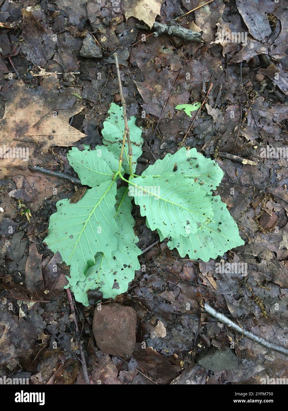 swamp chestnut oak (Quercus michauxii Stock Photo - Alamy