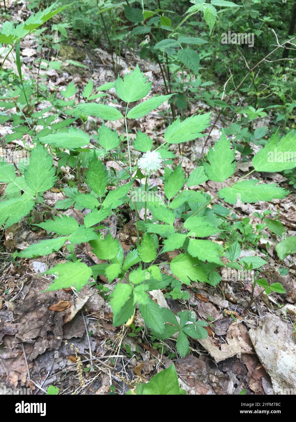White actaea pachypoda hi-res stock photography and images - Alamy