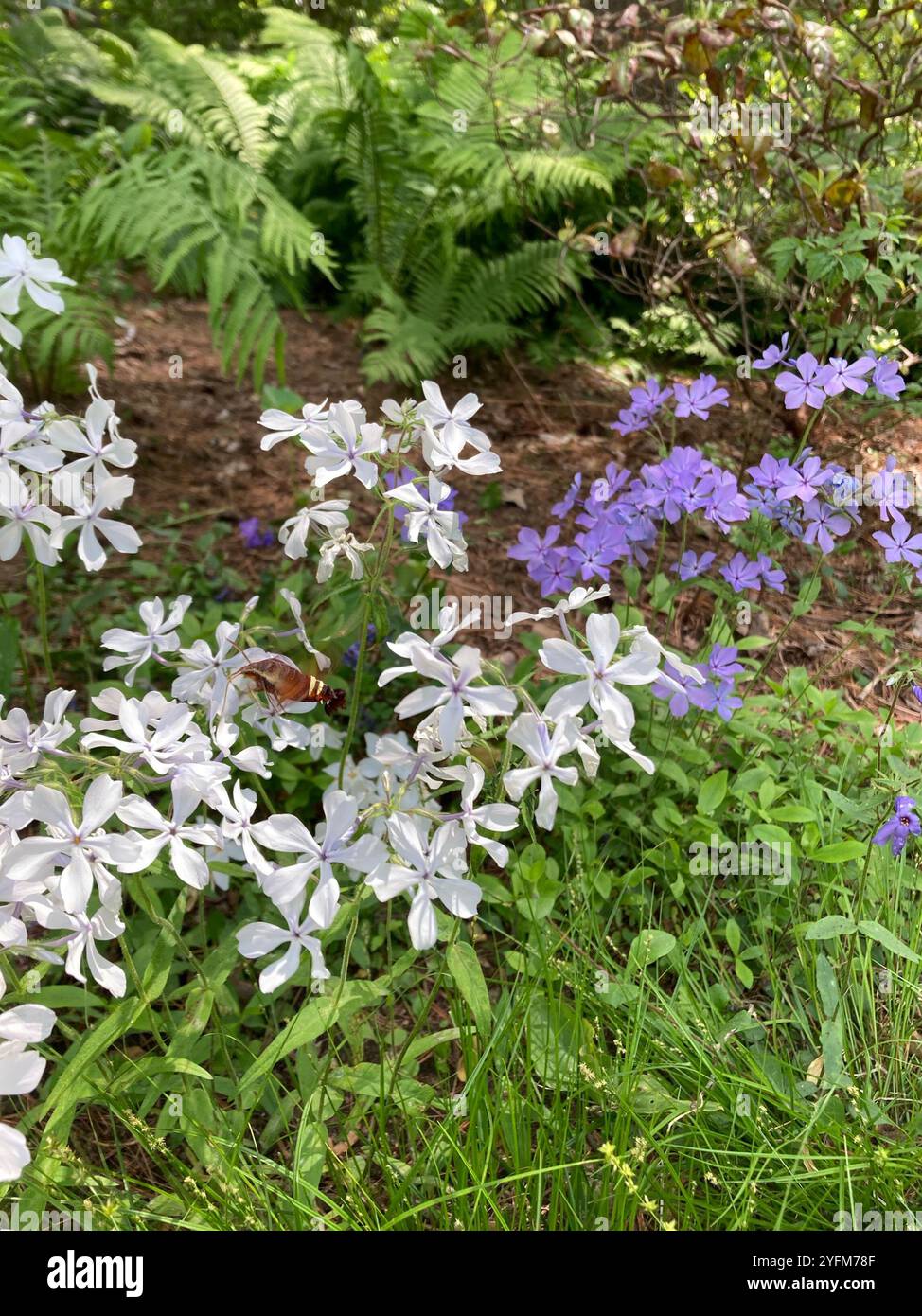 Nessus Sphinx (Amphion floridensis Stock Photo - Alamy