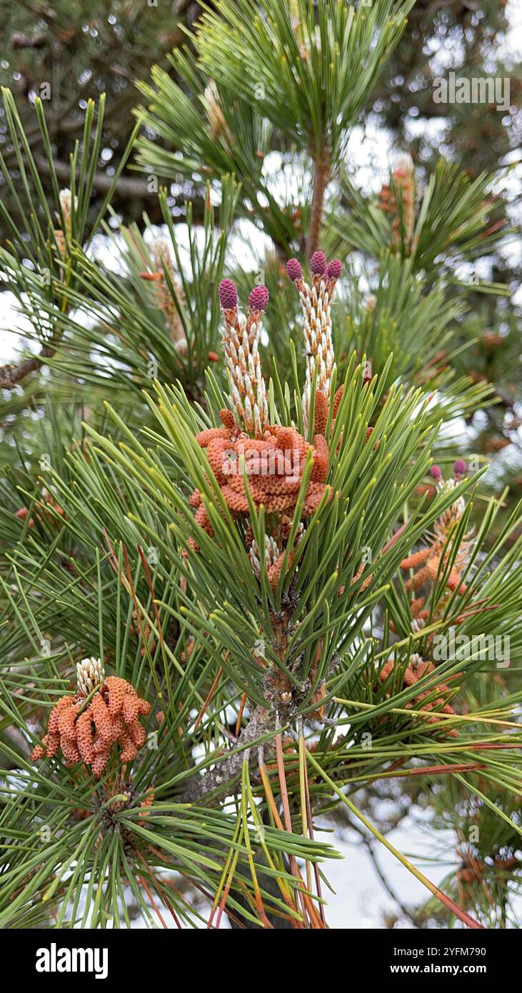 hard pines (Pinus Stock Photo - Alamy