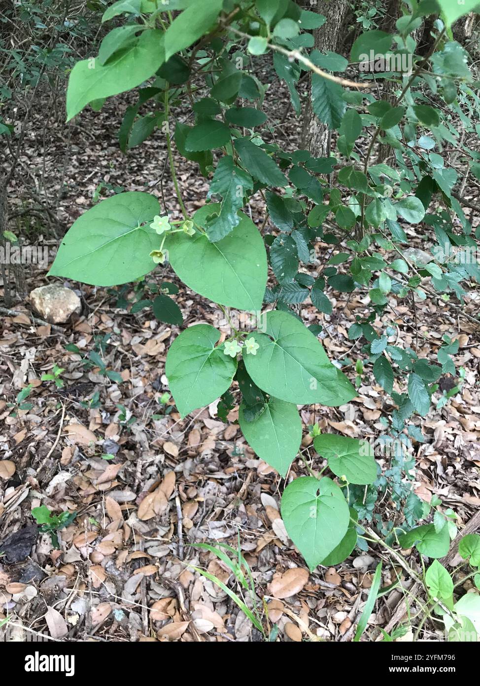 Pearl Milkweed (Matelea reticulata Stock Photo - Alamy