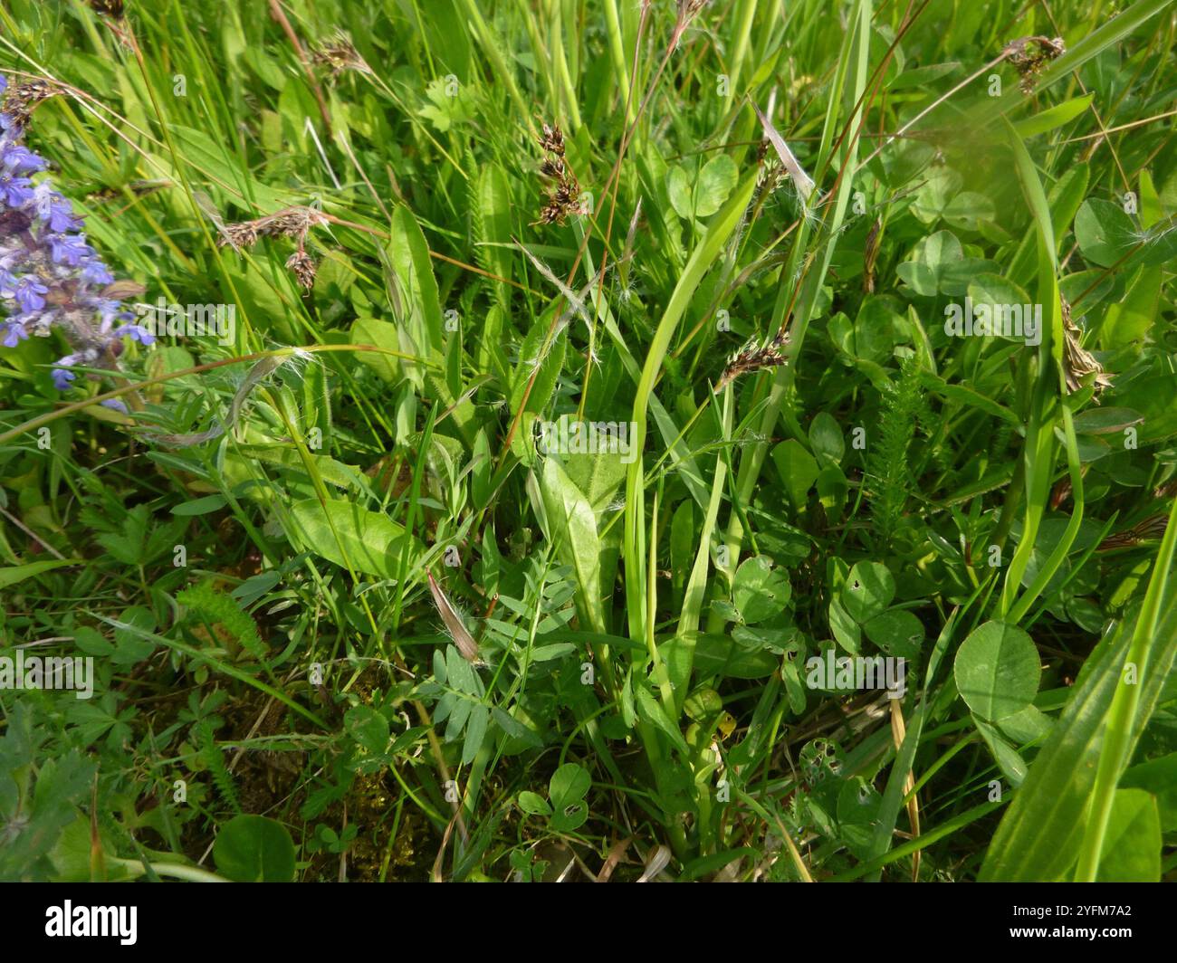 Field woodrush (Luzula campestris Stock Photo - Alamy