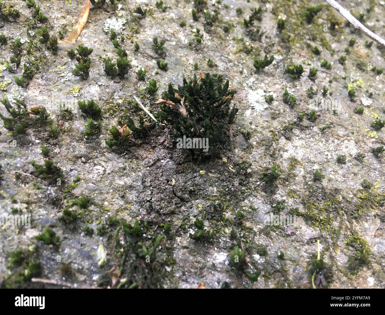 Anomalous Bristle-moss (Orthotrichum anomalum Stock Photo - Alamy