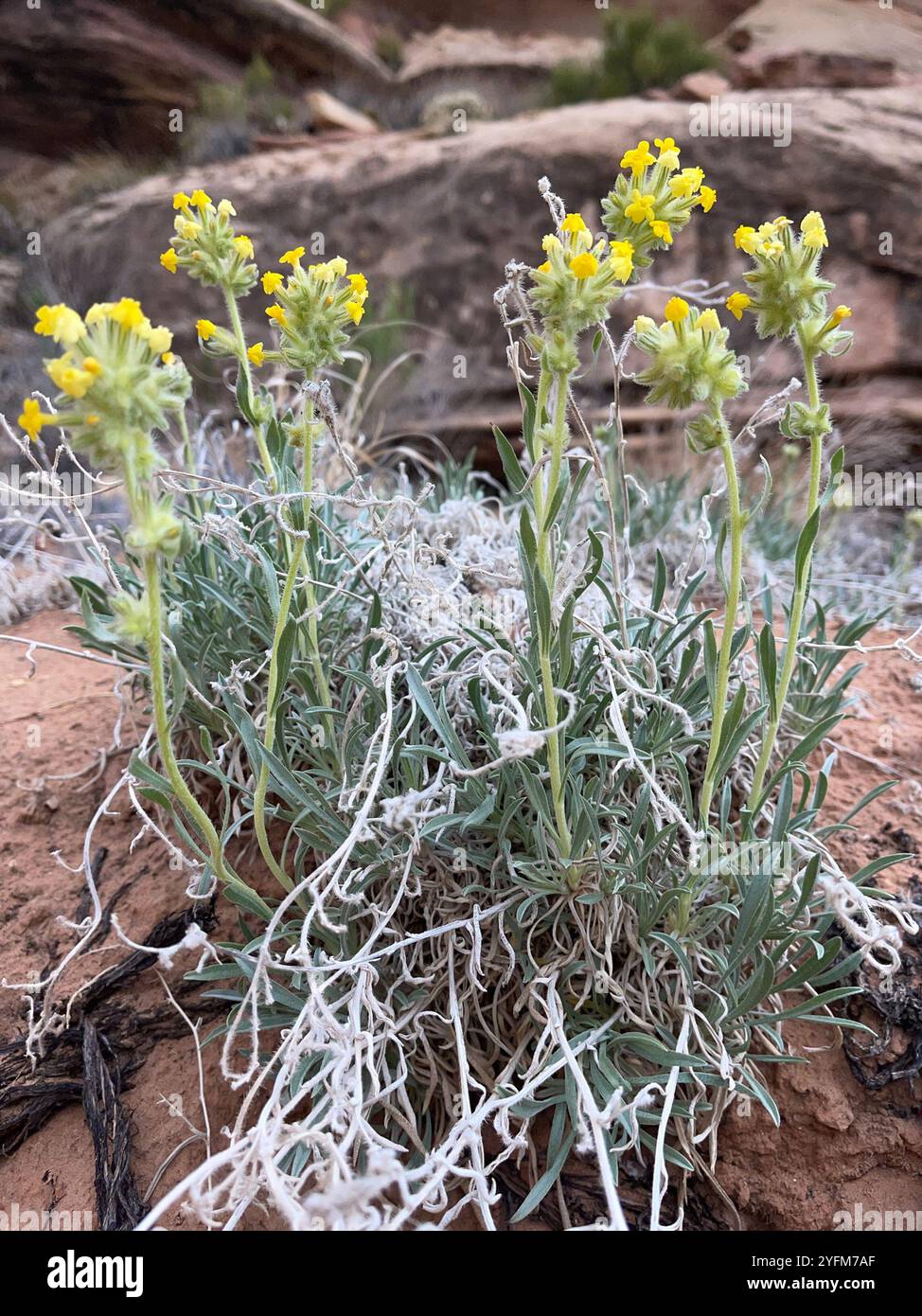 Brendas yellow cryptantha hi-res stock photography and images - Alamy
