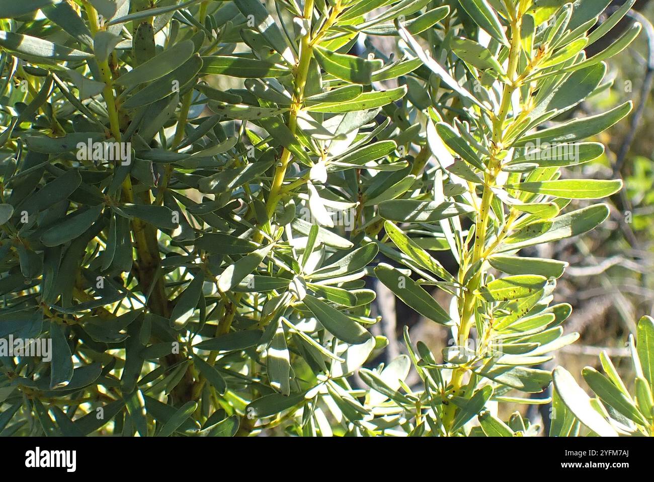 Cyclopia hi-res stock photography and images - Alamy