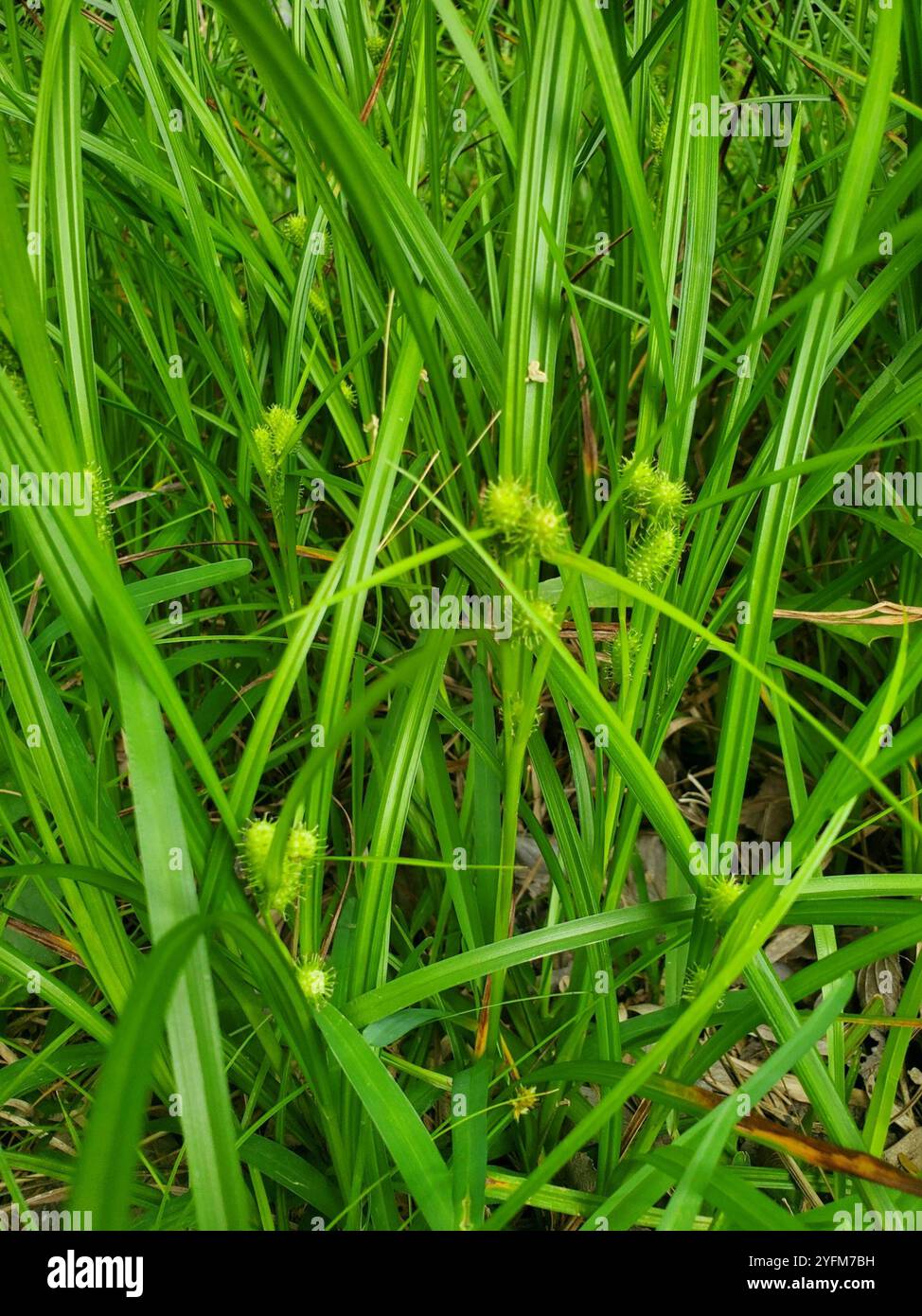 golden cattail sedge (Carex aureolensis Stock Photo - Alamy