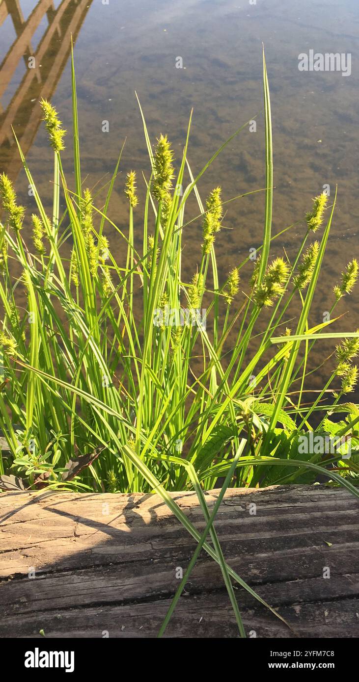 true sedges (Carex Stock Photo - Alamy