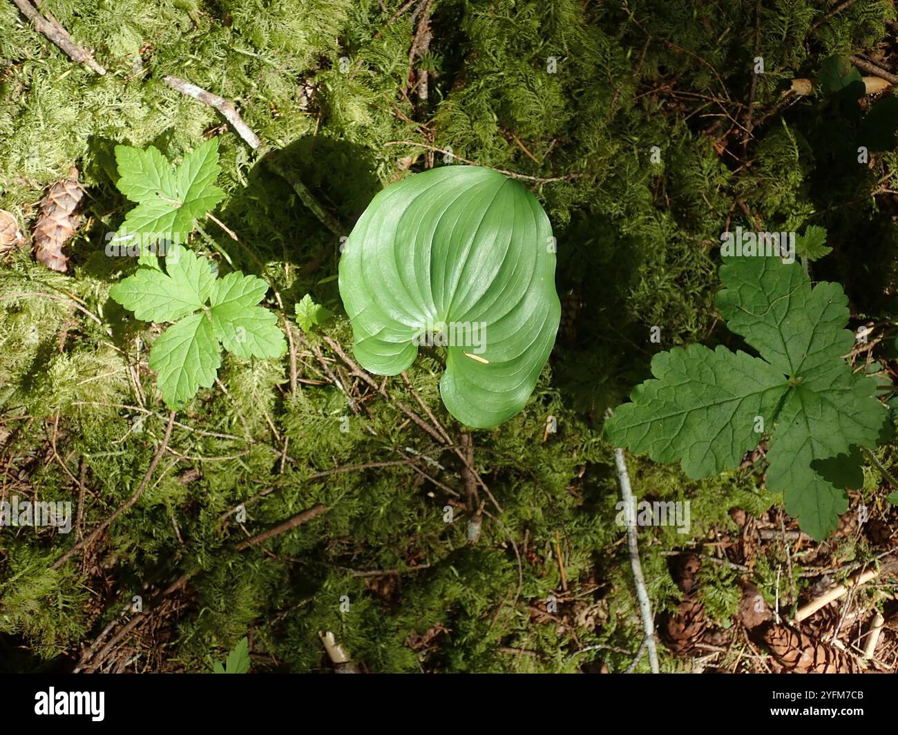 Western Lily of the Valley (Maianthemum dilatatum Stock Photo - Alamy