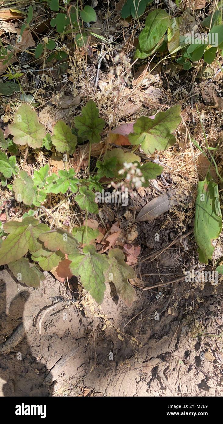 crevice alumroot (Heuchera micrantha Stock Photo - Alamy
