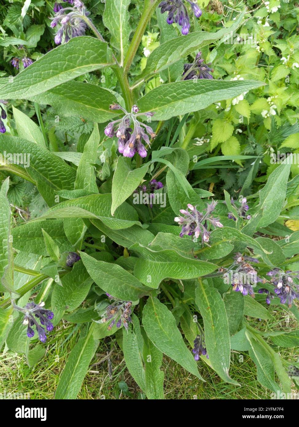 common comfrey (Symphytum officinale Stock Photo - Alamy