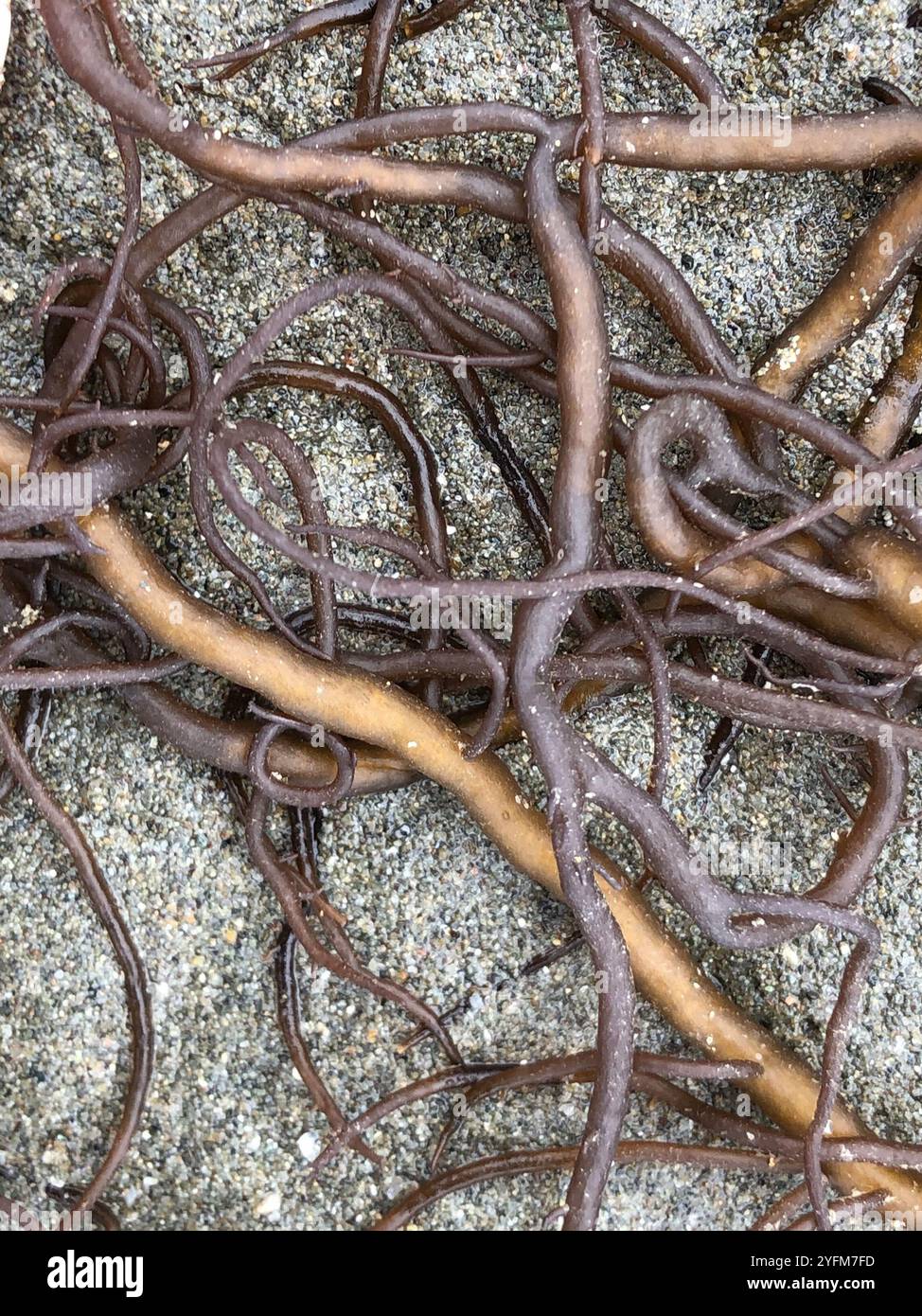 Florideophycean algae hi-res stock photography and images - Alamy