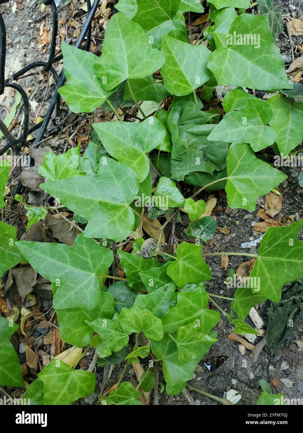 common ivy (Hedera helix Stock Photo - Alamy