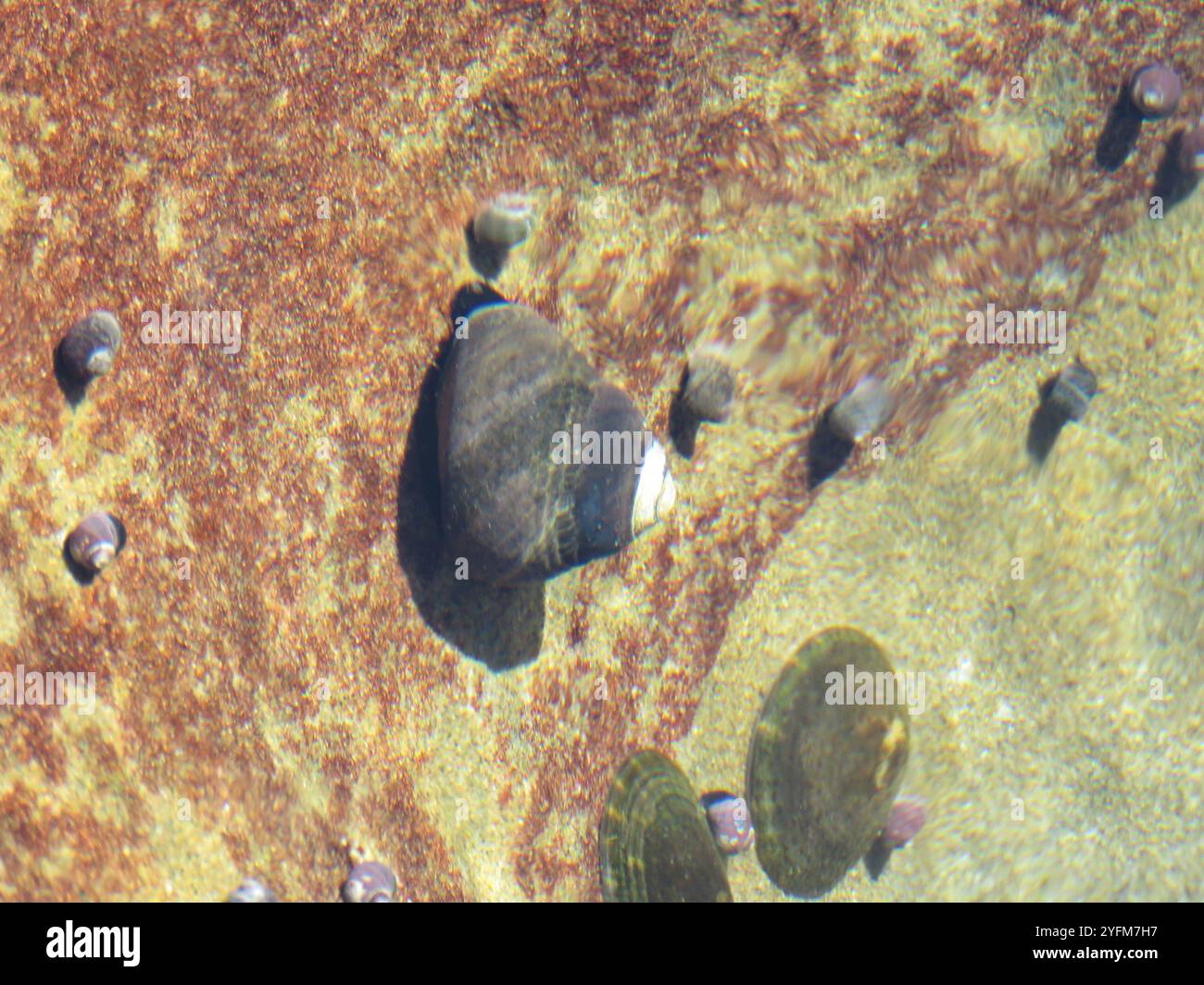 Tegula funebralis hi-res stock photography and images - Alamy