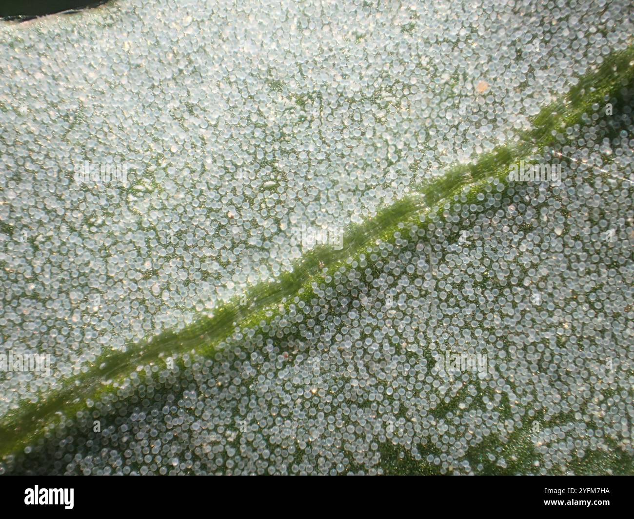 oak-leaved goosefoot (Oxybasis glauca Stock Photo - Alamy