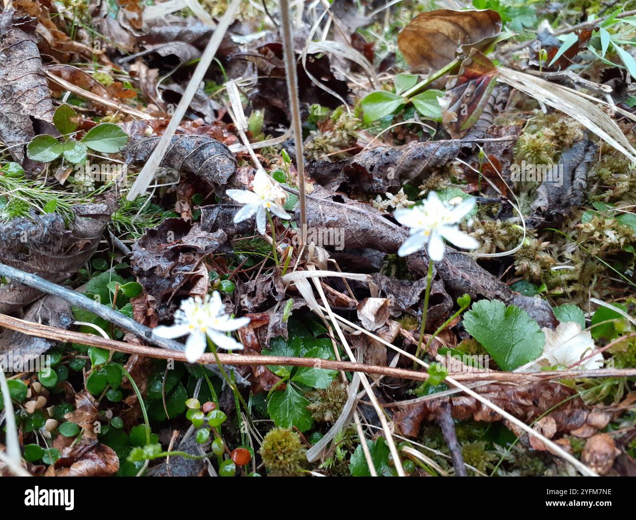 threeleaf goldthread (Coptis trifolia Stock Photo - Alamy