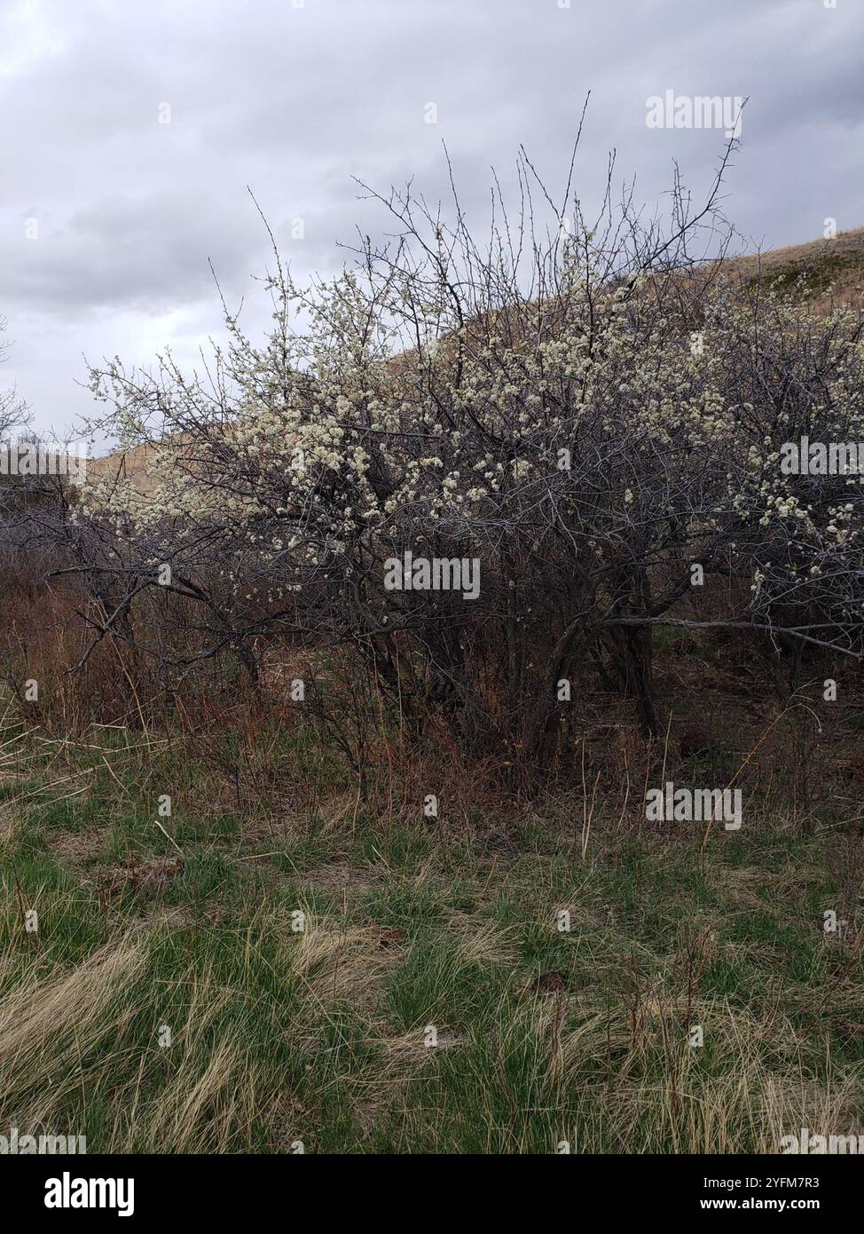 American plum (Prunus americana Stock Photo - Alamy