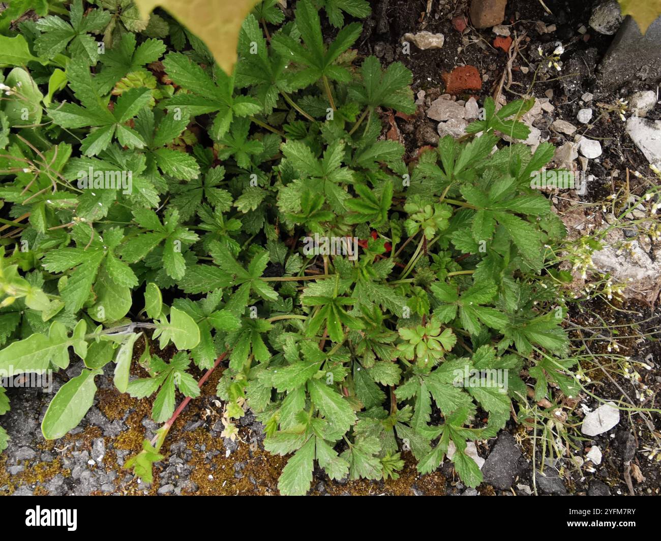 Creeping cinquefoil (Potentilla reptans Stock Photo - Alamy