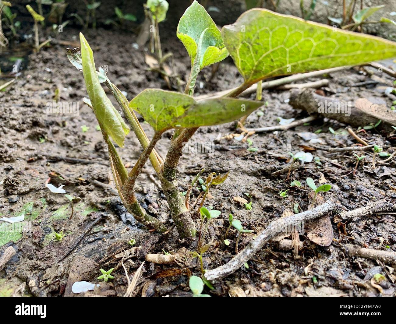 lizard's tail (Saururus cernuus Stock Photo - Alamy