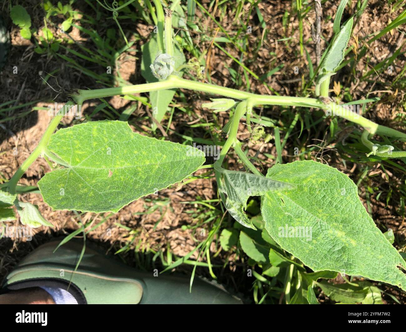 Buffalo Gourd (Cucurbita foetidissima Stock Photo - Alamy