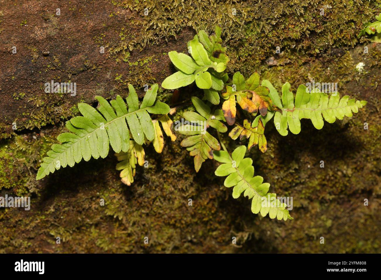 common polypody (Polypodium vulgare Stock Photo - Alamy