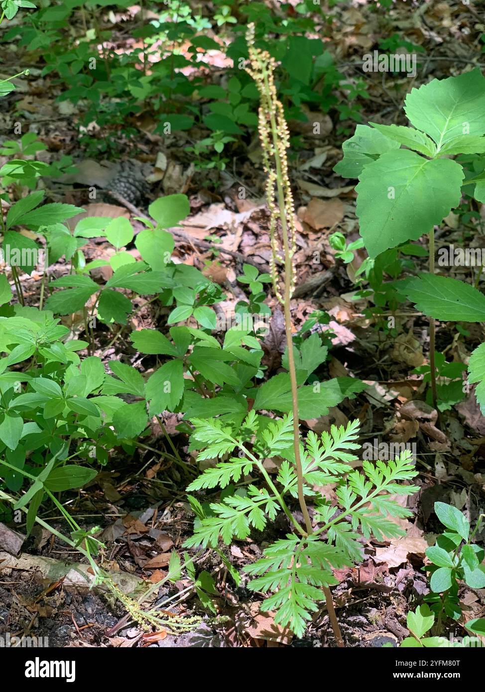rattlesnake fern (Botrypus virginianus Stock Photo - Alamy