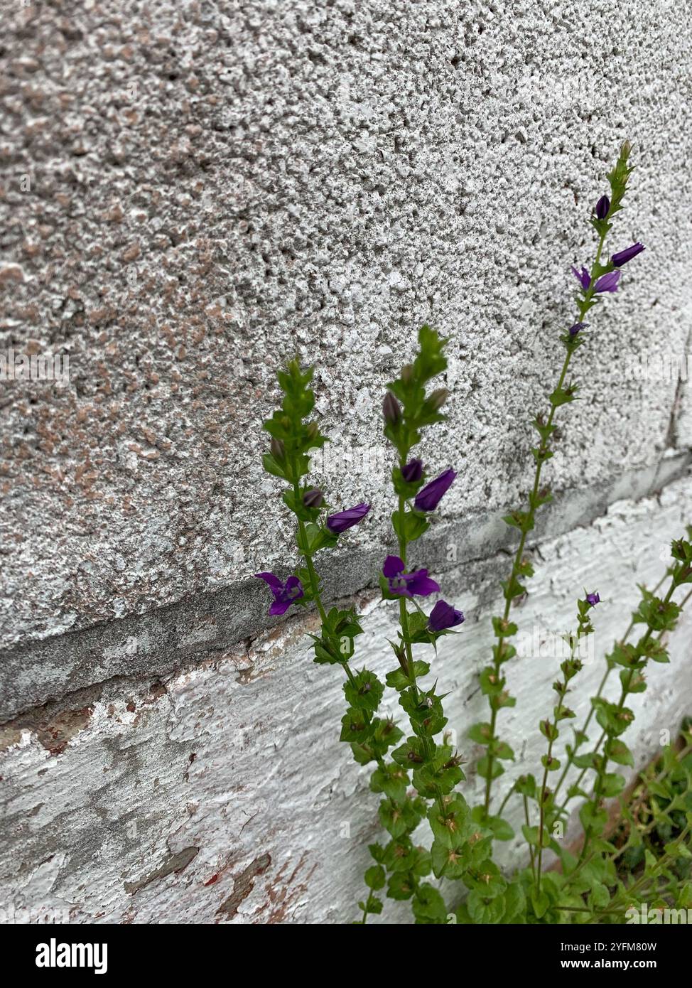 clasping Venus's looking glass (Triodanis perfoliata Stock Photo - Alamy