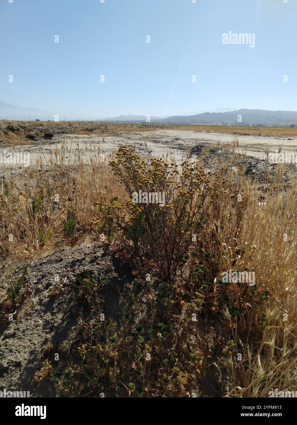 Stinknet hi-res stock photography and images - Alamy