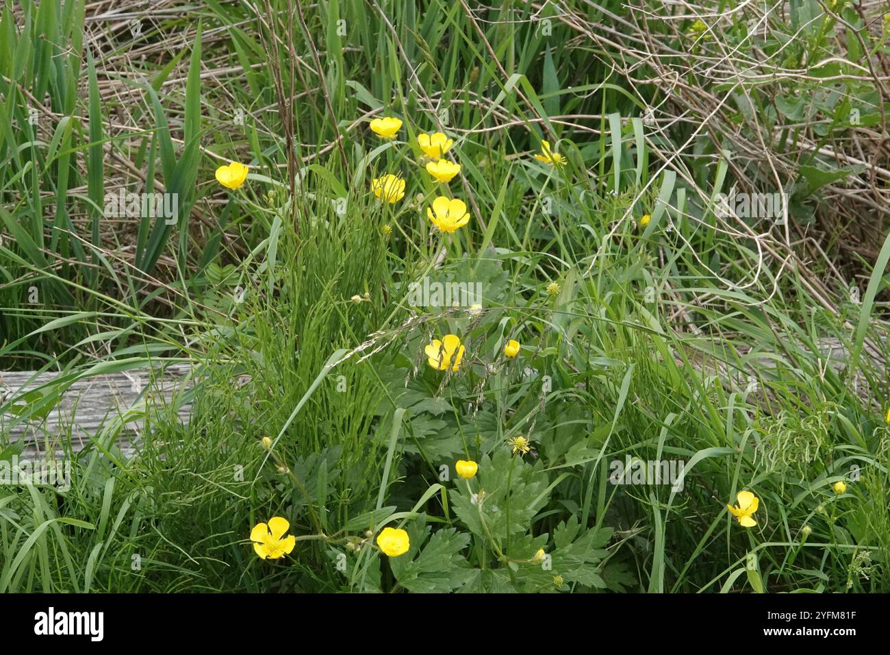Creeping buttercup (Ranunculus repens Stock Photo - Alamy