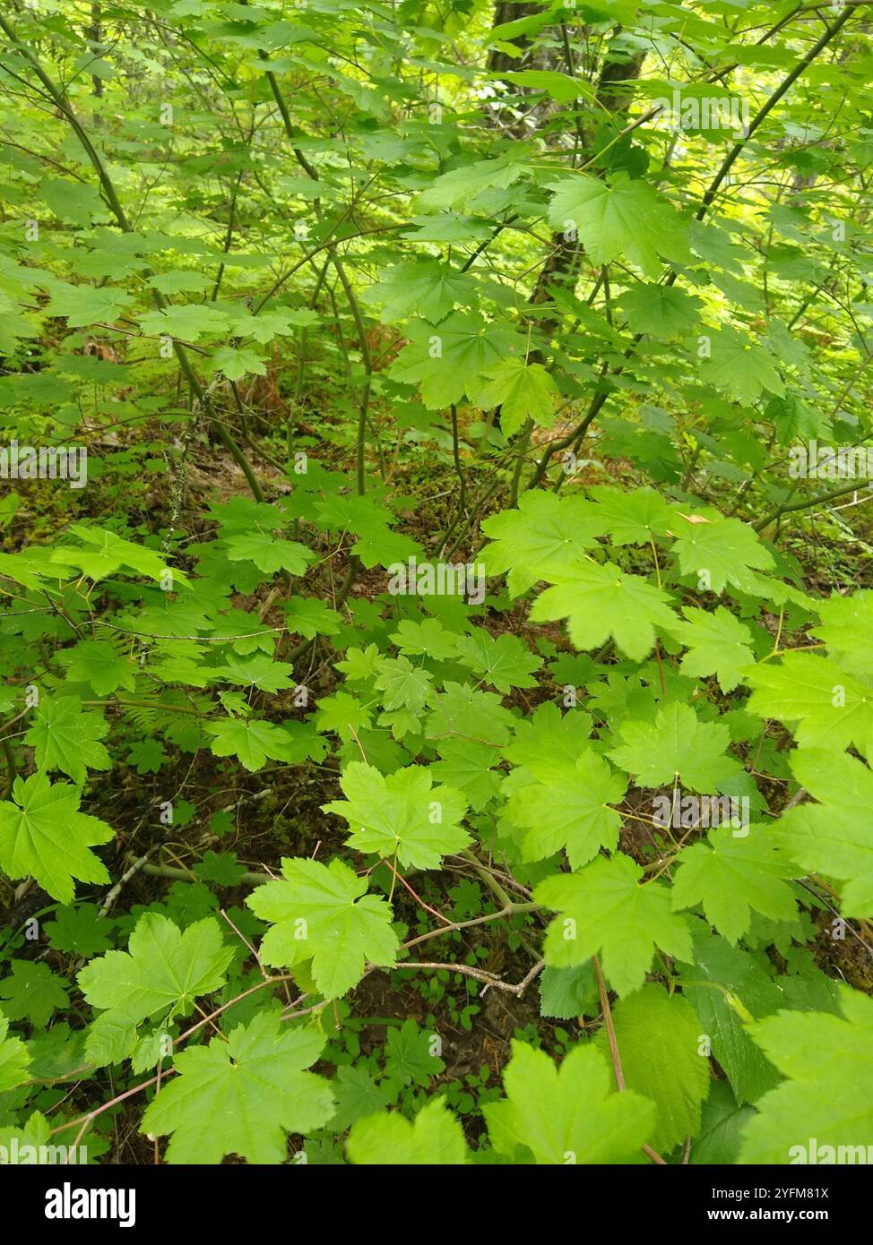 Vine Maple (Acer circinatum Stock Photo - Alamy