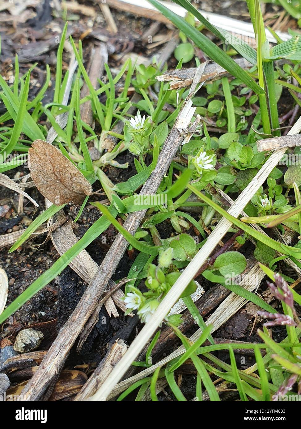 common chickweed (Stellaria media Stock Photo - Alamy