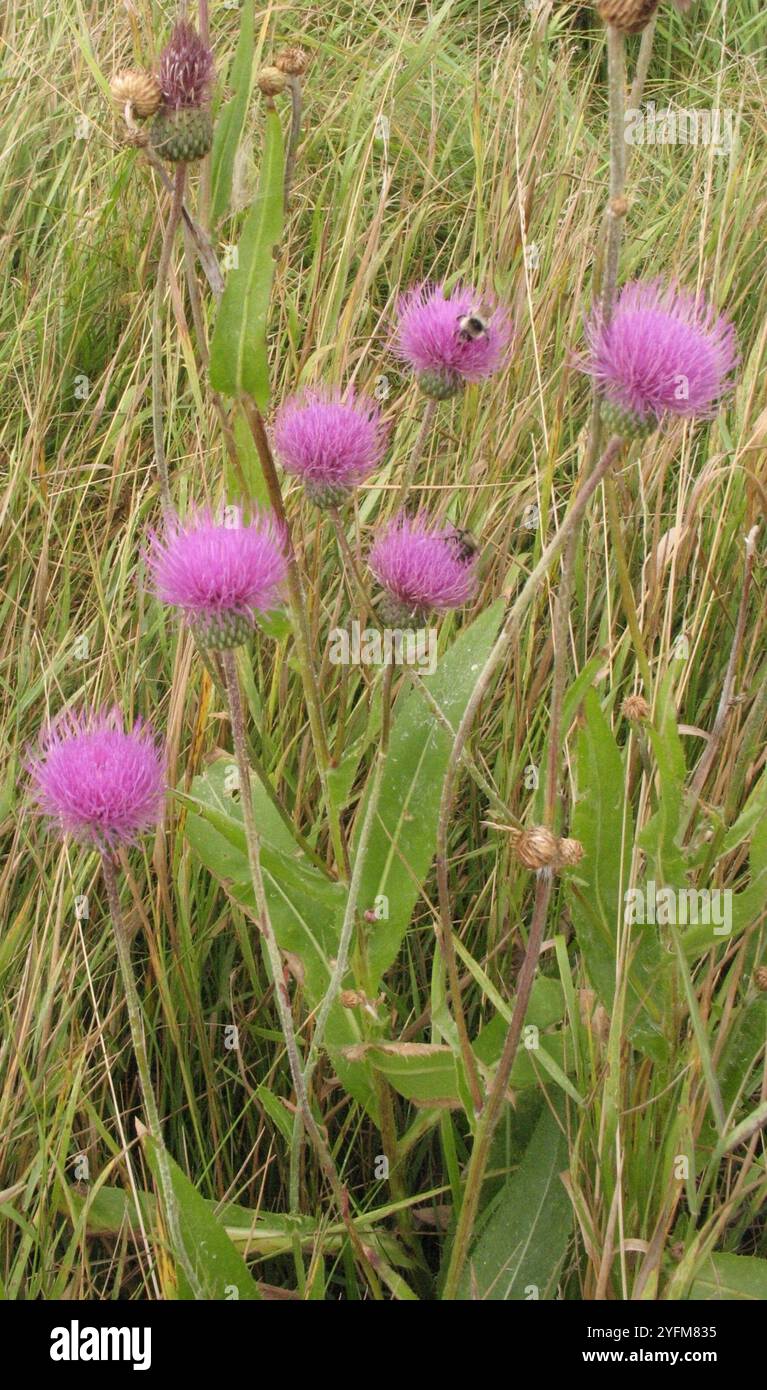 Queen Anne's thistle (Cirsium canum Stock Photo - Alamy