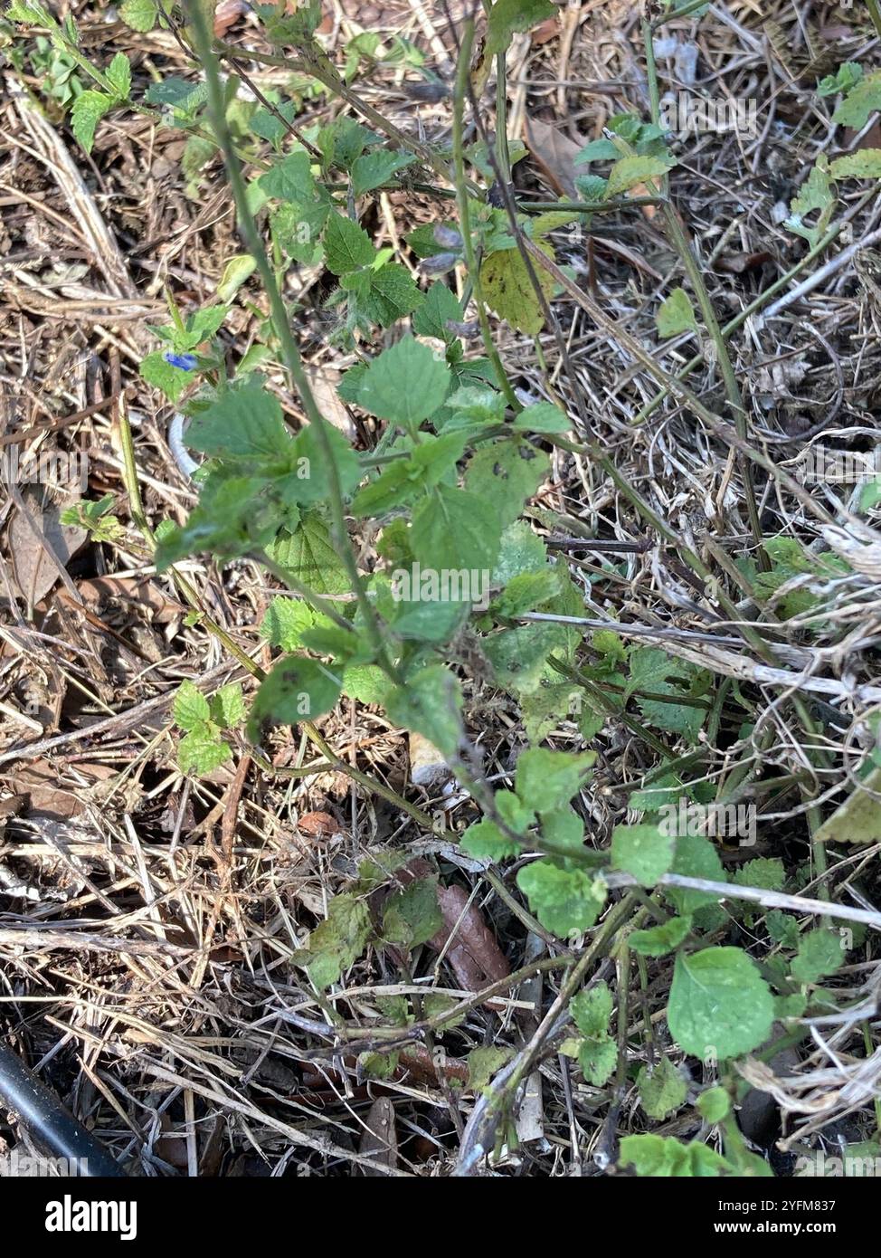 River sage (Salvia misella Stock Photo - Alamy