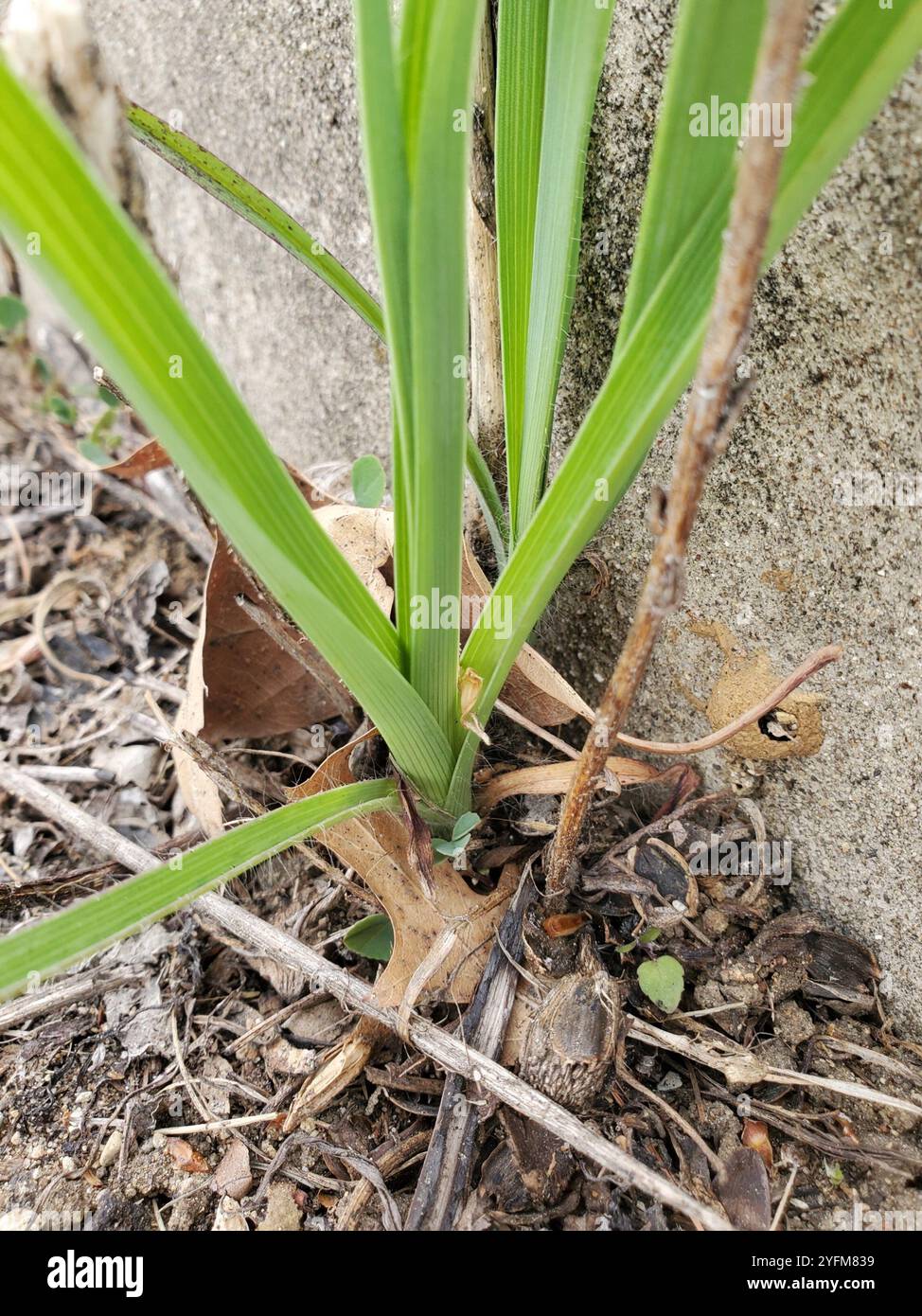 spiderworts and allies (Commelinales Stock Photo - Alamy