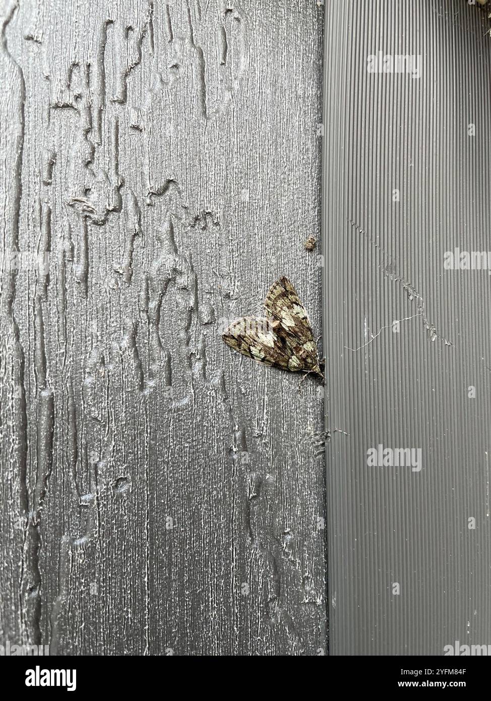 Transfigured Hydriomena Moth (Hydriomena transfigurata Stock Photo - Alamy