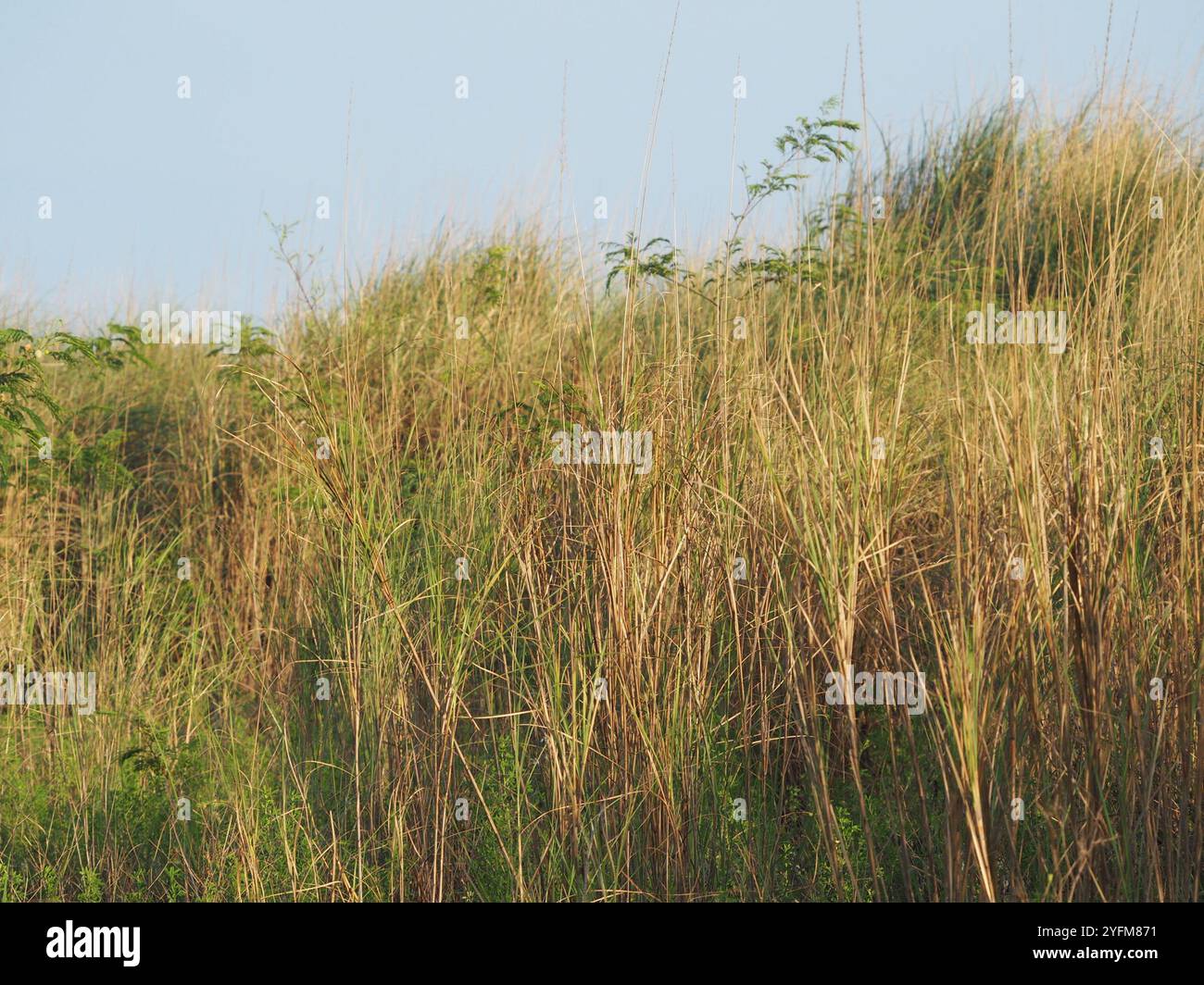 Wild Cane (Saccharum spontaneum Stock Photo - Alamy