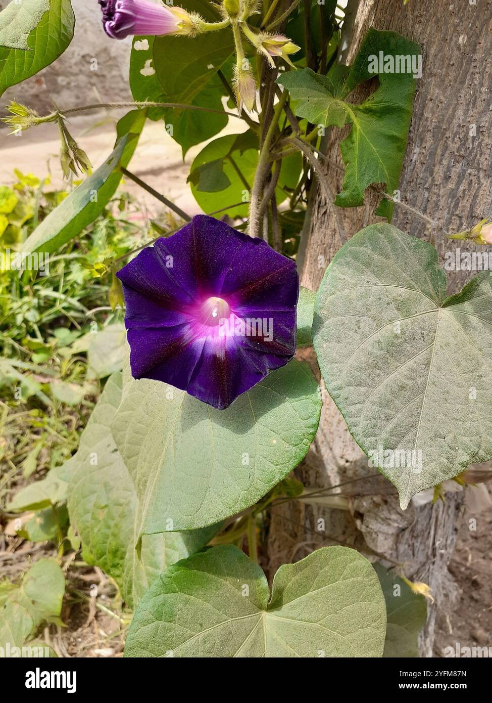 common morning-glory (Ipomoea purpurea Stock Photo - Alamy