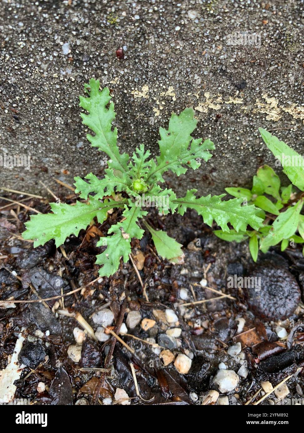 common groundsel (Senecio vulgaris Stock Photo - Alamy
