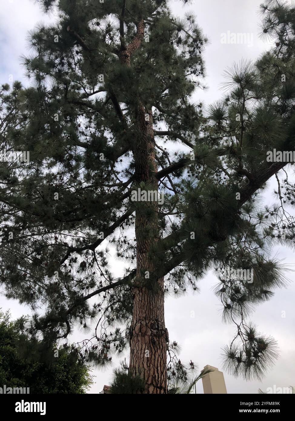 Torrey pine (Pinus torreyana Stock Photo - Alamy