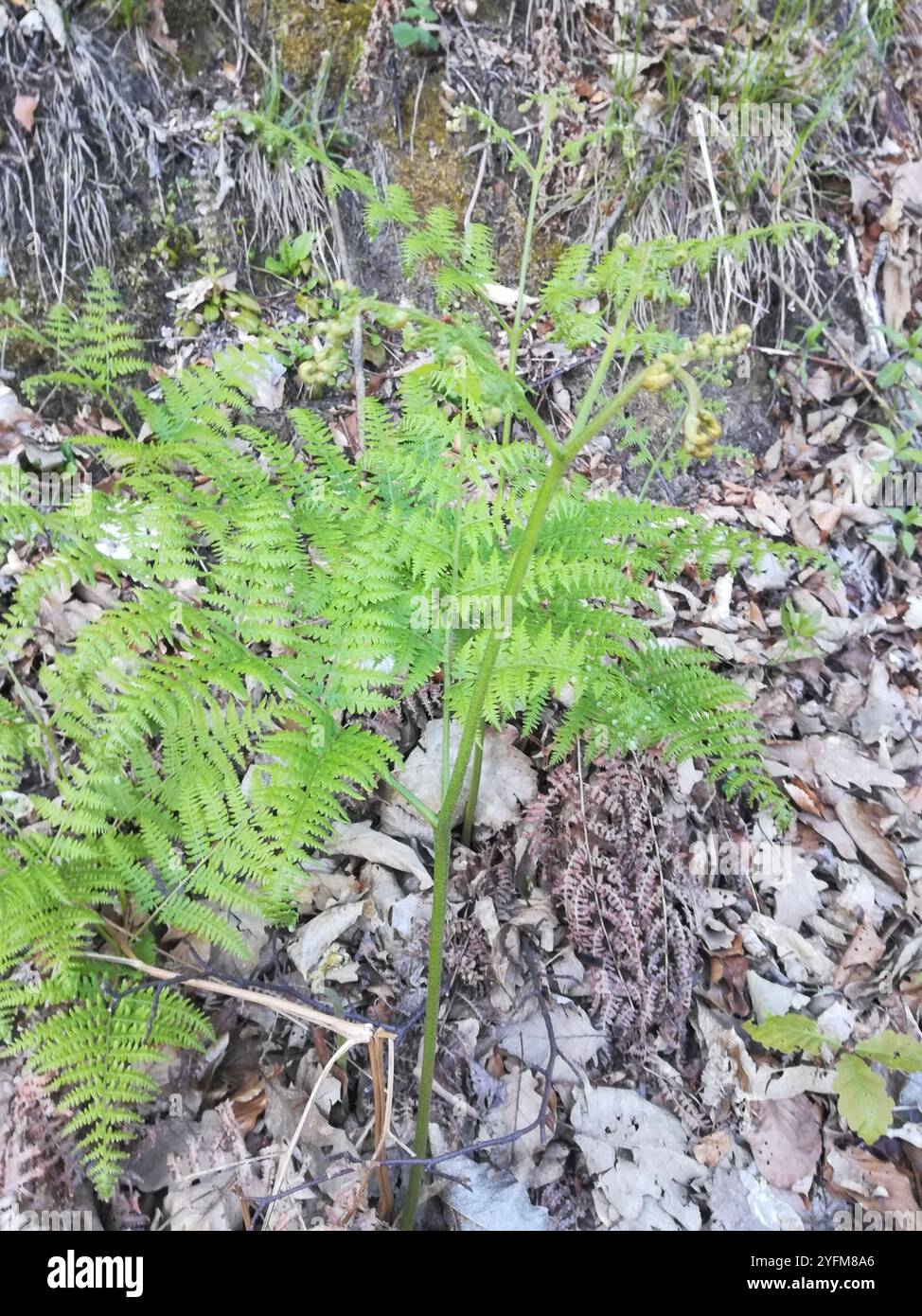 common bracken (Pteridium aquilinum Stock Photo - Alamy