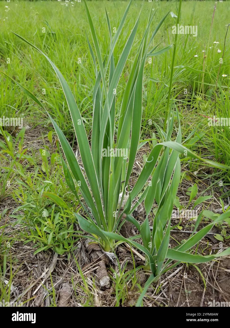 Yucca arkansana hi-res stock photography and images - Alamy