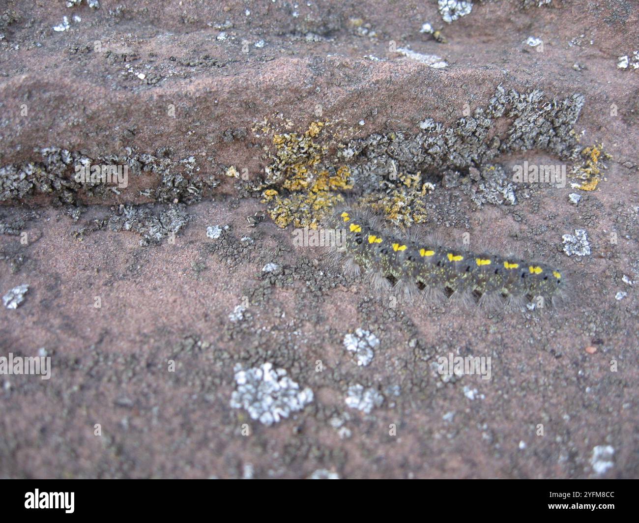 Setina hi-res stock photography and images - Alamy